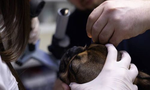 Dog eye problems: A complete guide to symptoms, causes, and treatments