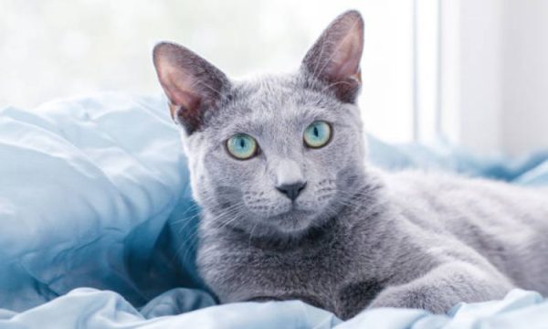 Discover your perfect feline friend: The top 9 Russian Cat breeds you ...