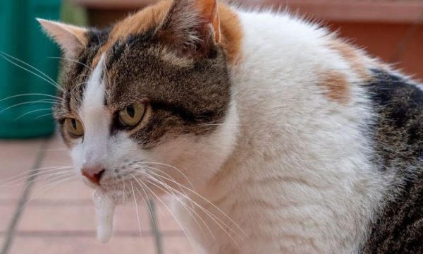 A Cat Vomit Color Chart: What Every Shade Means and When to Worry