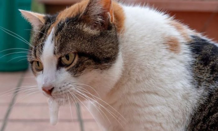 A Cat Vomit Color Chart: What Every Shade Means and When to Worry