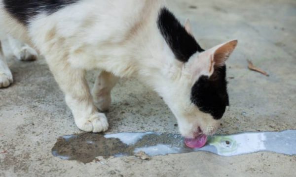 A Cat Vomit Color Chart: What Every Shade Means and When to Worry