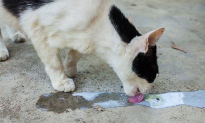 A Cat Vomit Color Chart: What Every Shade Means and When to Worry