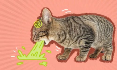 A Cat Vomit Color Chart: What Every Shade Means and When to Worry