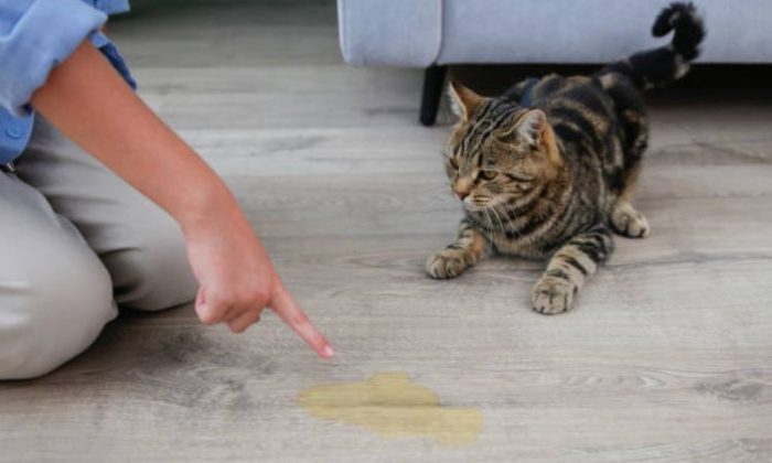 A Cat Vomit Color Chart: What Every Shade Means and When to Worry