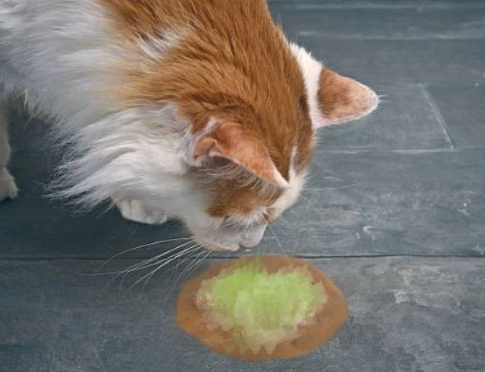 A Cat Vomit Color Chart: What Every Shade Means and When to Worry