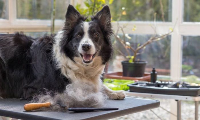 Do Border Collies Shed? The Ultimate Guide to Managing Fur, Grooming ...