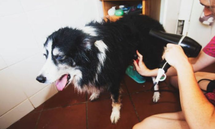 Do Border Collies Shed? The Ultimate Guide to Managing Fur, Grooming ...