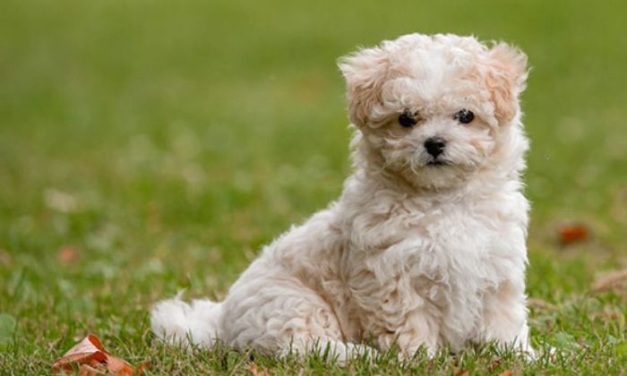 The 10 Best Low-Shedding Dog Breeds