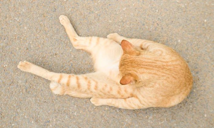 Cat back legs Weak Suddenly: Causes, Symptoms, and What to Do Immediately