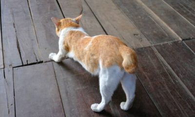 Cat back legs Weak Suddenly: Causes, Symptoms, and What to Do Immediately