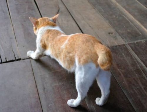 How Long Is a Cat Pregnant? A Complete Guide to Feline Pregnancy and Birth