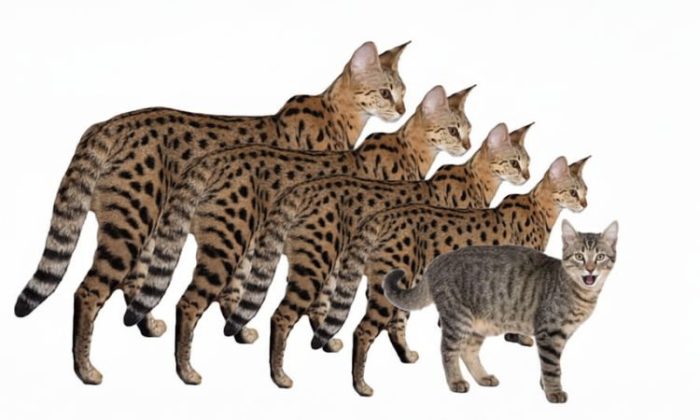 F1 to F5: Savannah Cat Size Guide & Characteristics of a Full Grown Savannah Cat