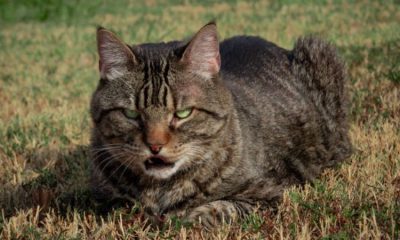 Pixie-Bob Cat: Size, Price, Personality, and Colors - The Complete ...