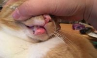 Cat Stomatitis & Mouth Sores: Causes, Home Remedies, and Life Expectancy