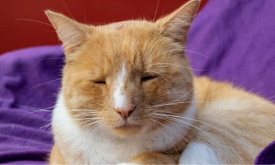 Cat Stomatitis & Mouth Sores: Causes, Home Remedies, and Life Expectancy