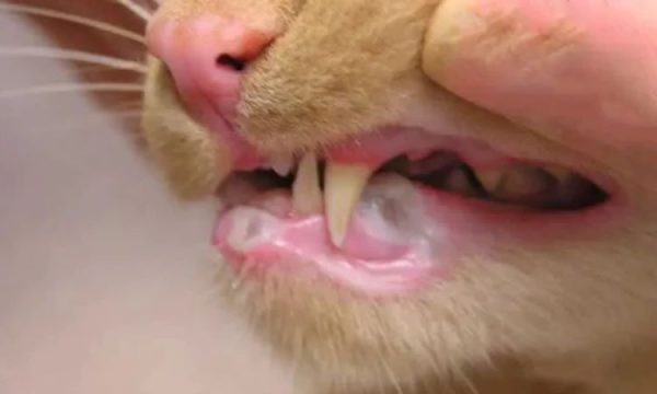 Cat Stomatitis & Mouth Sores: Causes, Home Remedies, and Life Expectancy