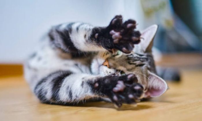 The Ultimate Guide to Cat Toes: Do Cats Have 4, 5, or More? (Polydactyl ...