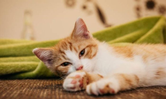 TOP 100 unique male cat names with meaning