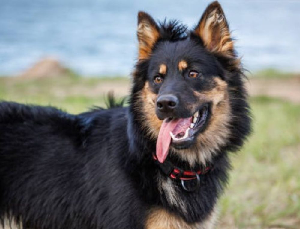 F1 to F5: Savannah Cat Size Guide & Characteristics of a Full Grown Savannah Cat