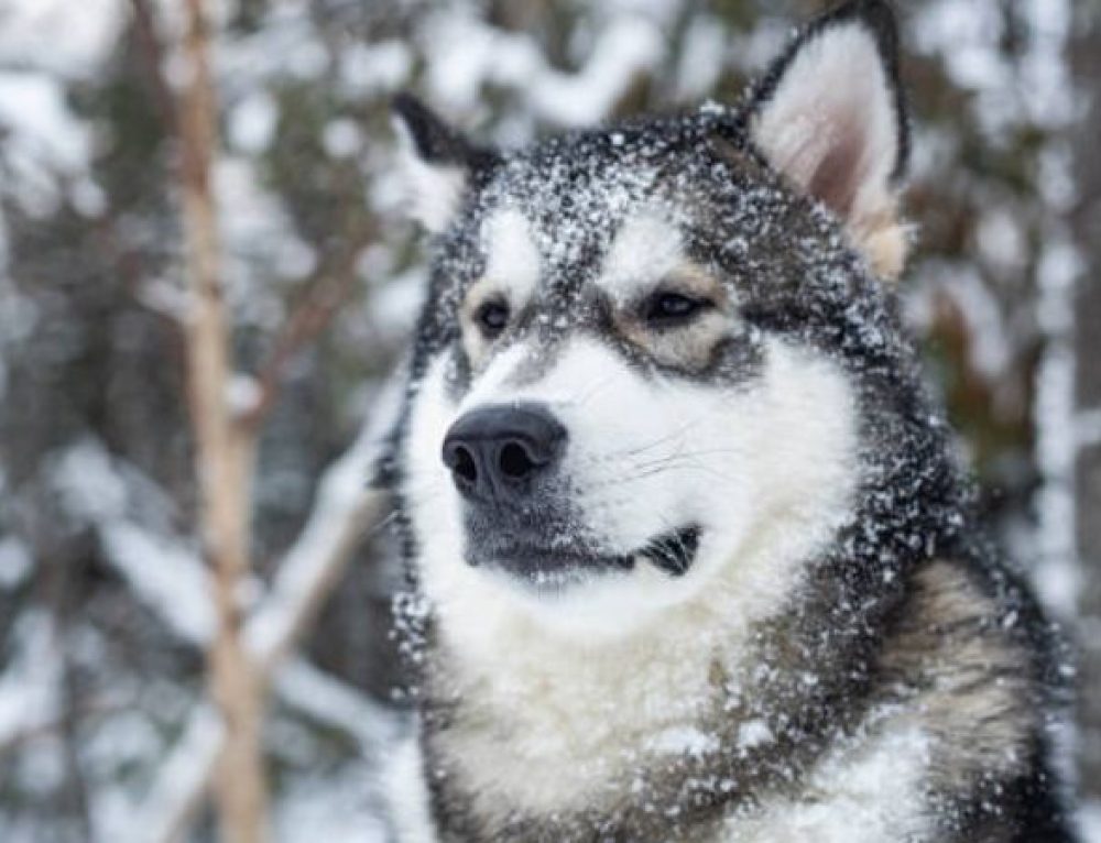 F1 to F5: Savannah Cat Size Guide & Characteristics of a Full Grown Savannah Cat