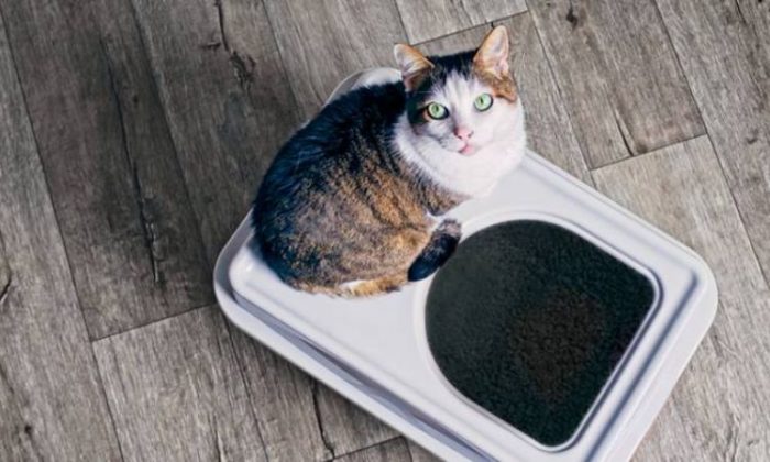 Why Is My Cat Peeing Outside the Litter Box? Causes, Solutions, and ...